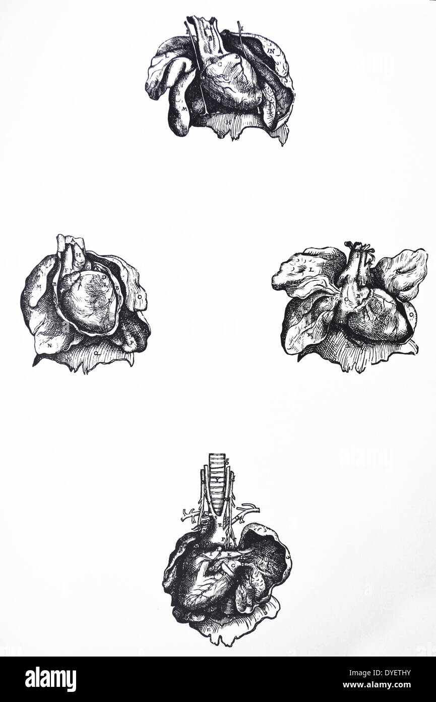 Vesalius heart hi-res stock photography and images - Alamy