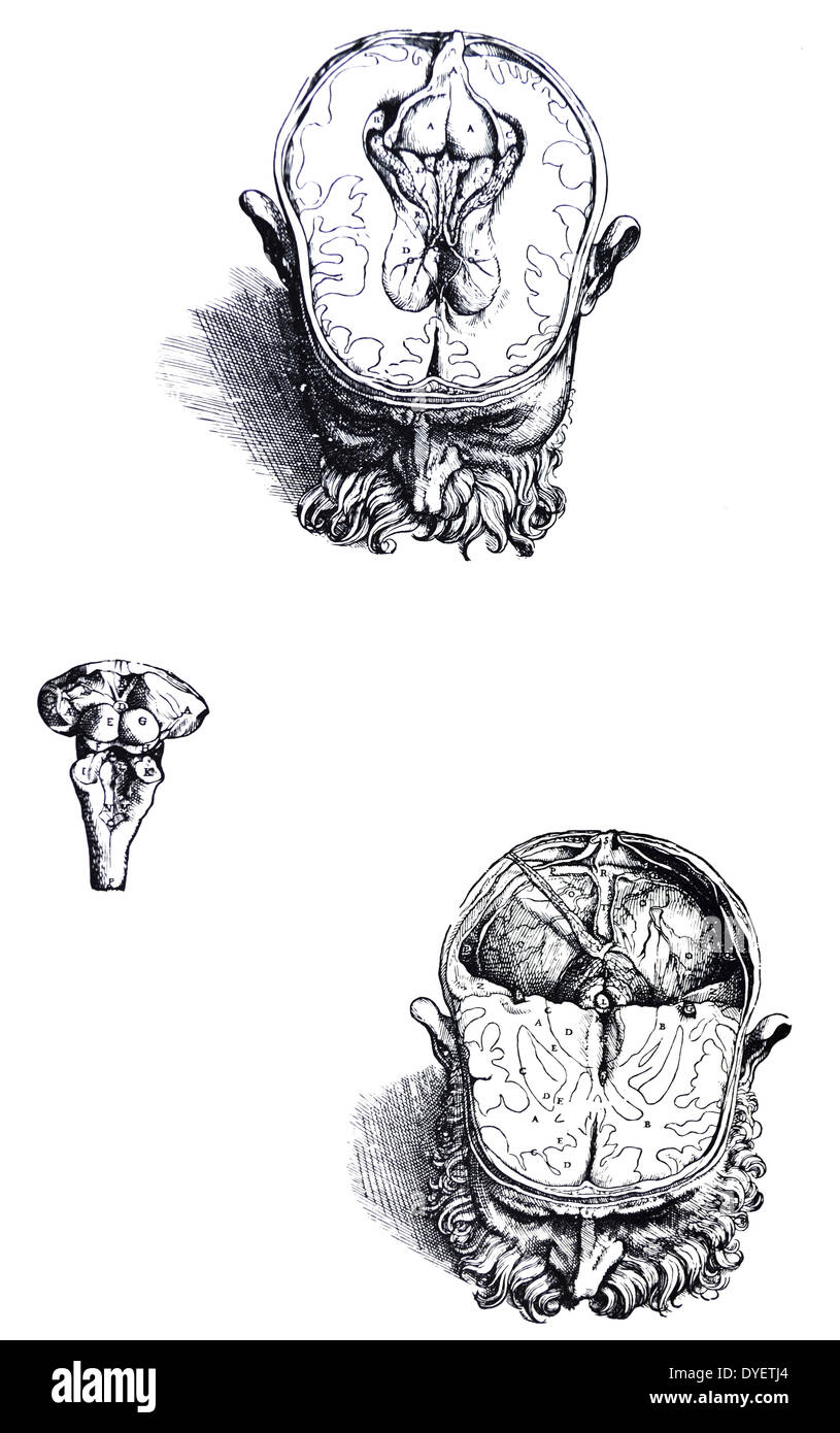 Brain inferior view hi-res stock photography and images - Alamy