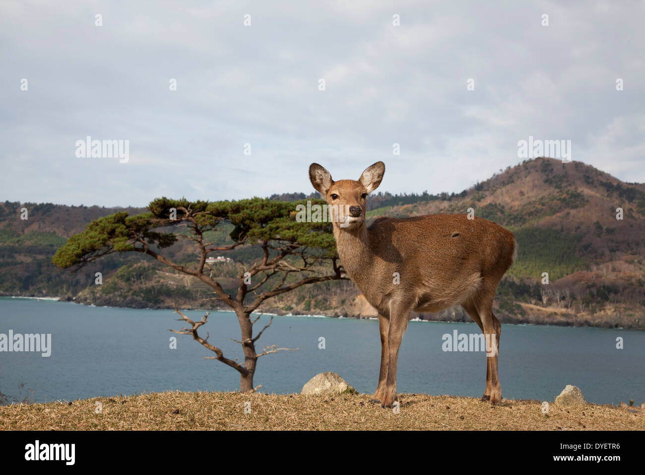 Sika deer (Cervus nippon), also known as the spotted deer or the ...