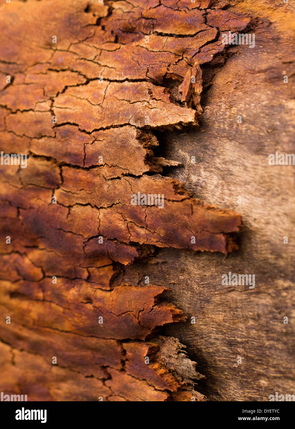 Beautiful colours and patterns on tree bark after a bush fire, Wollemi ...