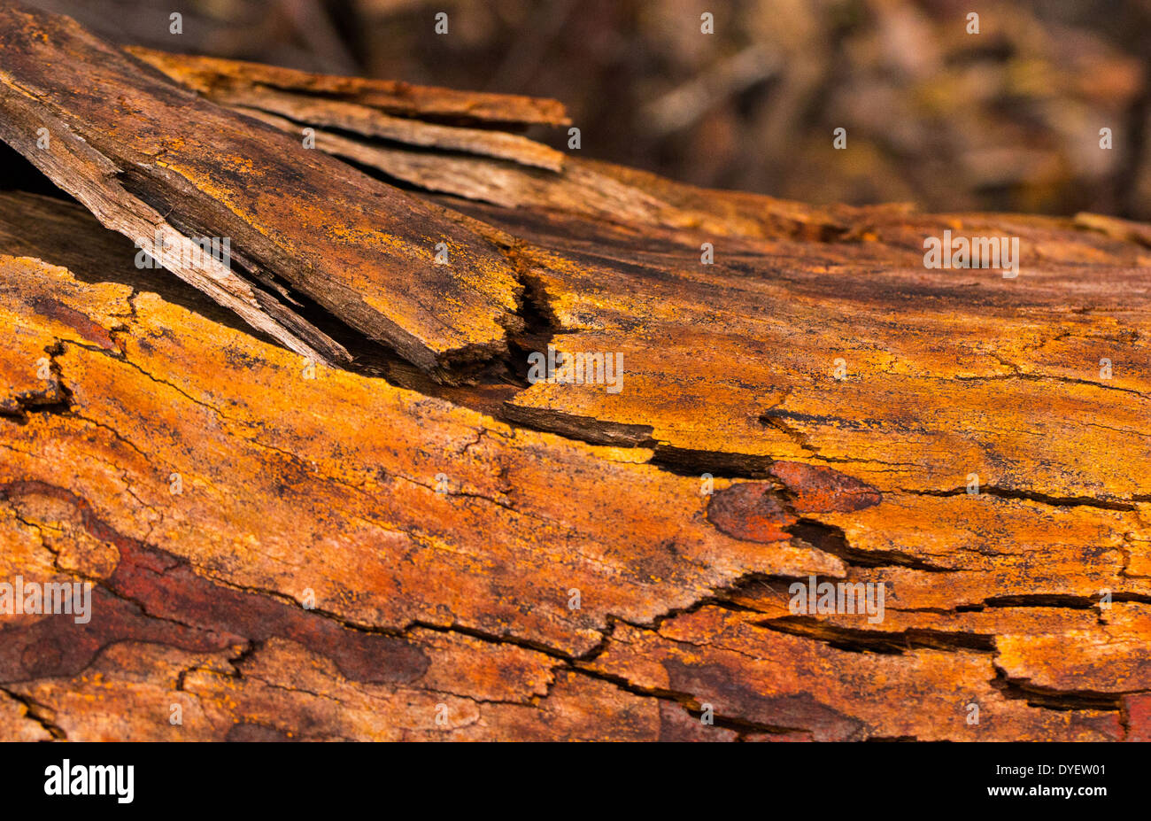 Beautiful colours and patterns on tree bark after a bush fire, Wollemi ...