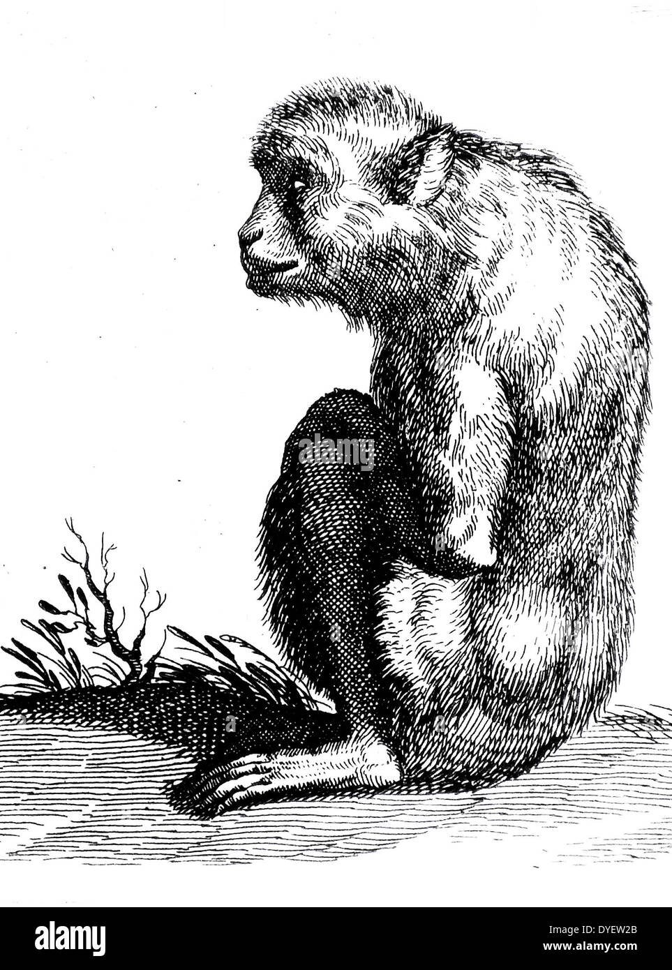 Cercopithecus monkey, from Jonstonus, 1657 Stock Photo - Alamy