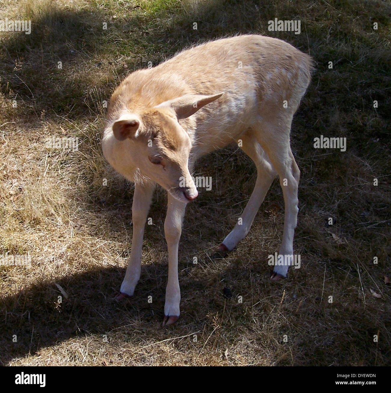 Young zoo hi-res stock photography and images - Alamy