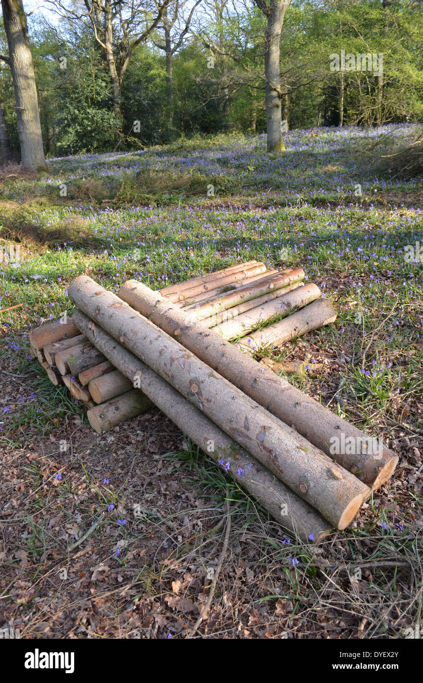 Stack of cut tree logs in a woodland glade Stock Photo - Alamy
