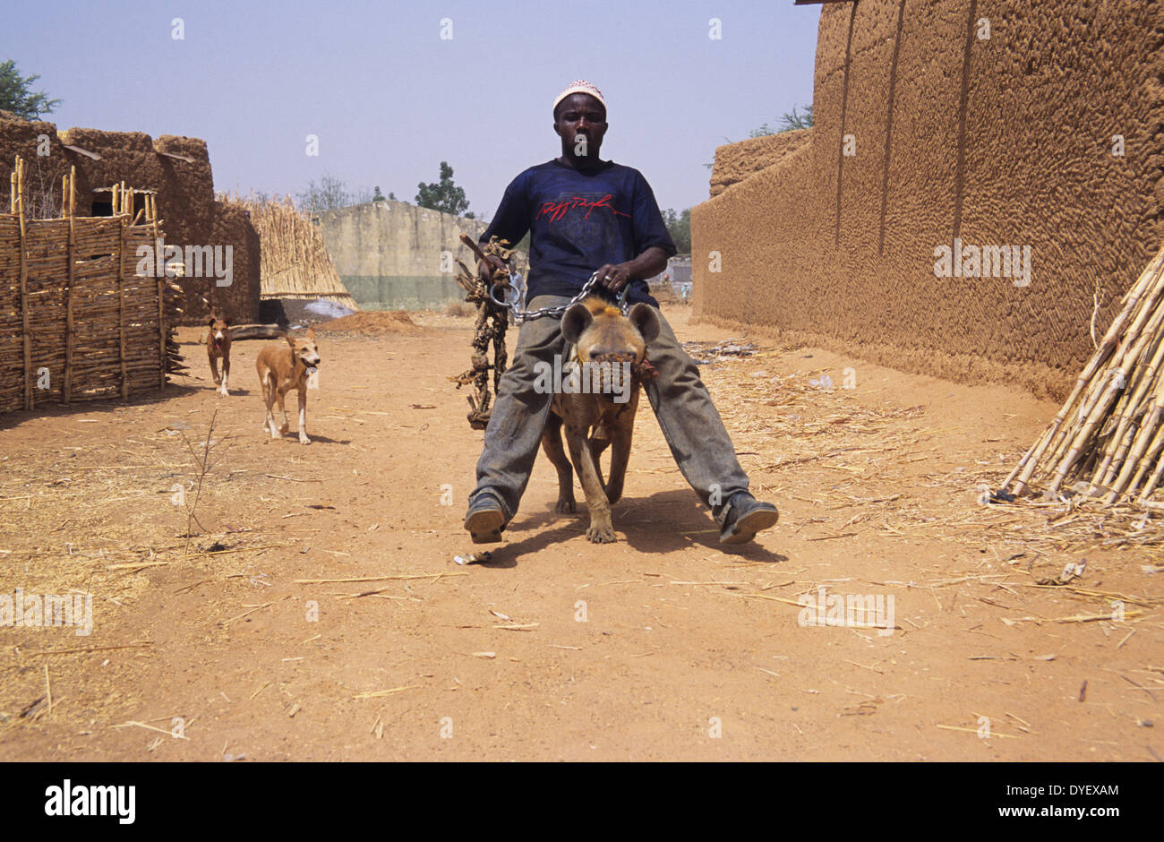 Hyena pet is part of animist circus troop. Animists believe that the ...