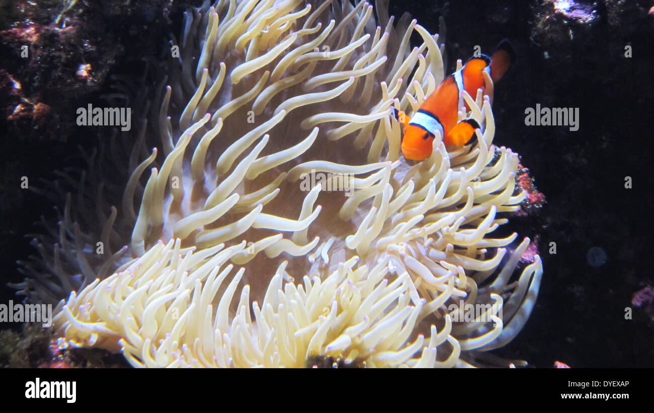 Nemo hi-res stock photography and images - Alamy