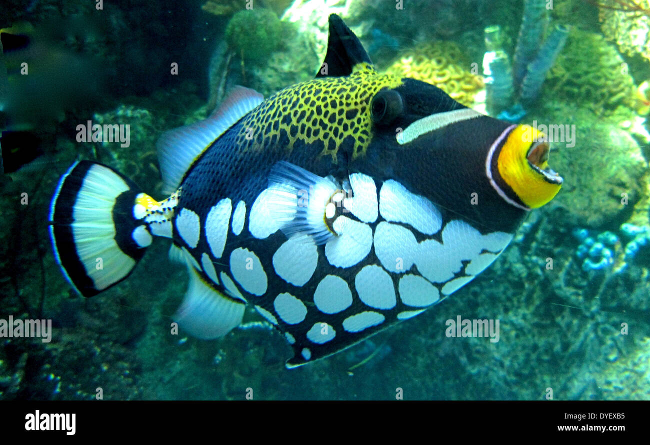 The clown triggerfish, Balistoides conspicillum Stock Photo - Alamy