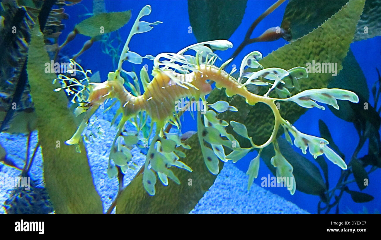 Phycodurus hi-res stock photography and images - Alamy