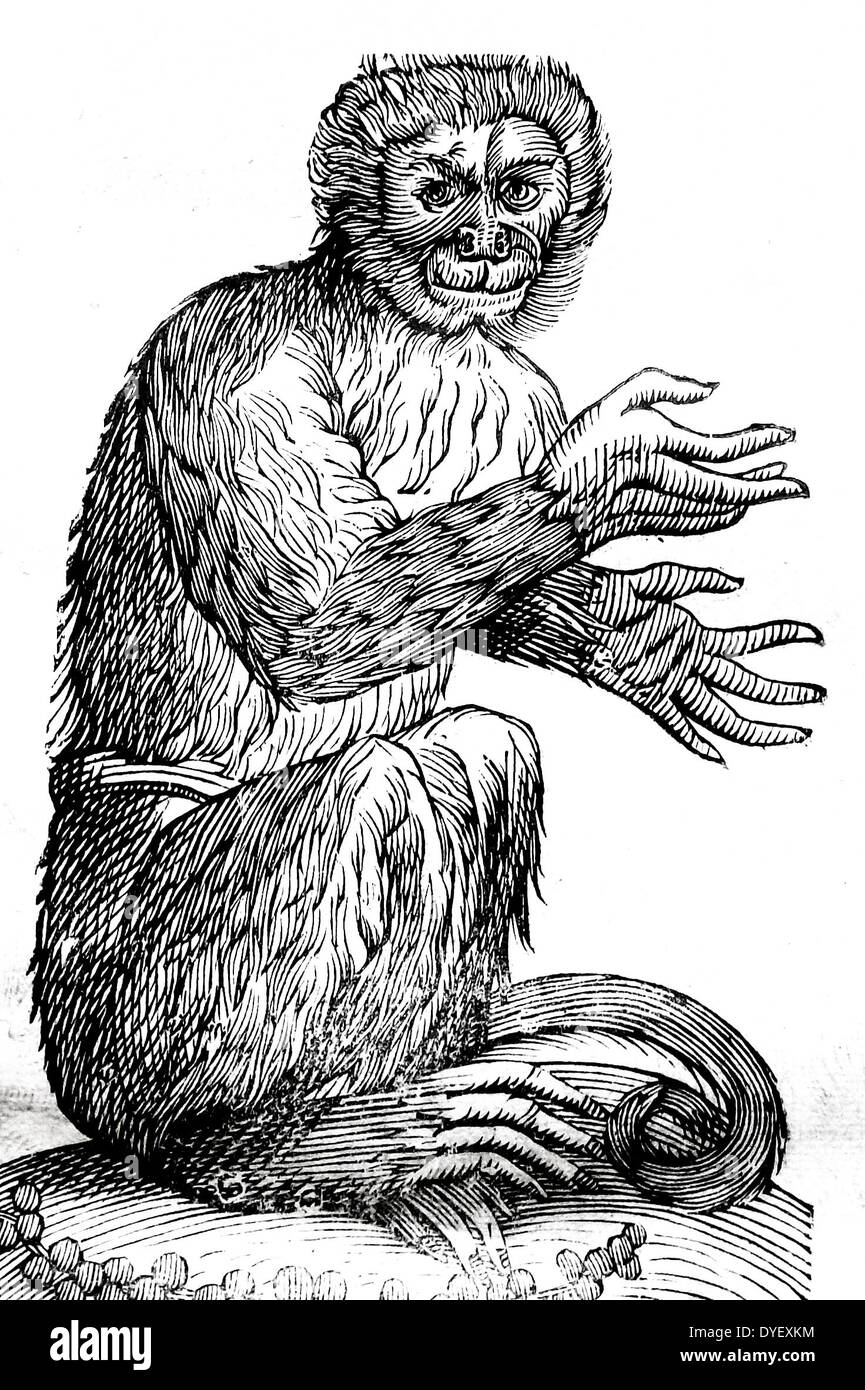 A captive Cercopithecus monkey, from Aldrovandus, 1645 Stock Photo - Alamy
