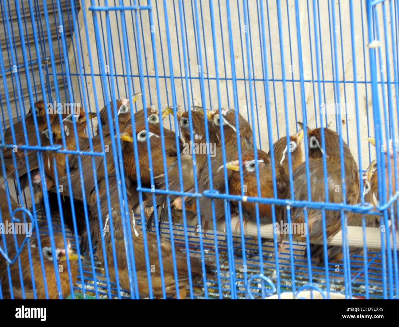 Caged wild birds, Bird Market, Hong Kong, 2010 Stock Photo - Alamy