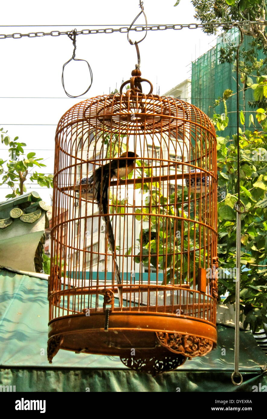 Long-tailed Whydah Bird, Bird Market, Hong Kong, 2010 Stock Photo - Alamy