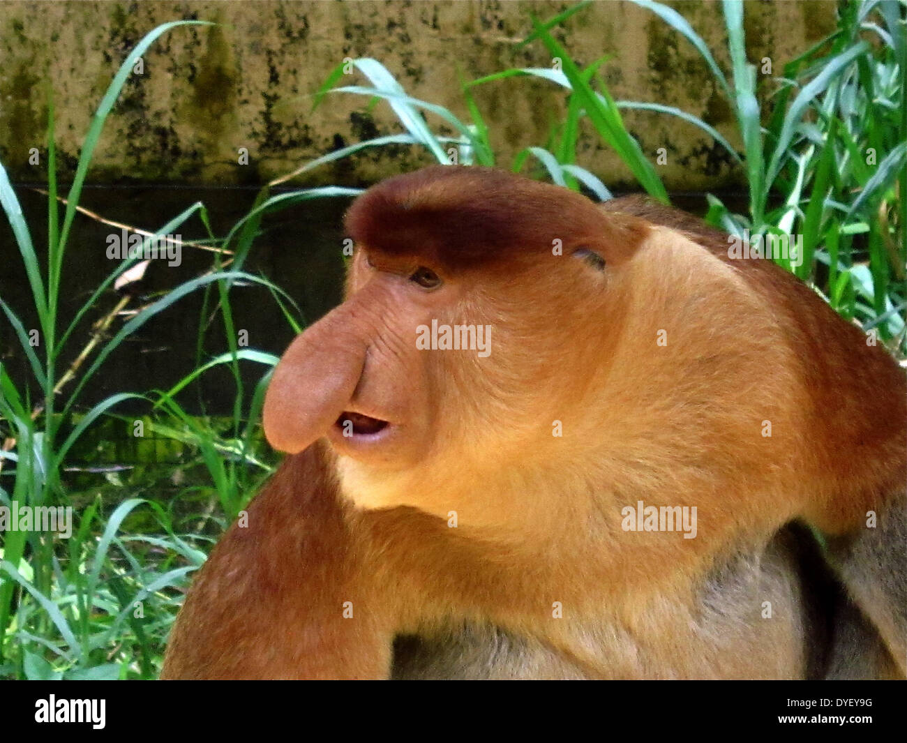 Male of monkey hi-res stock photography and images - Alamy