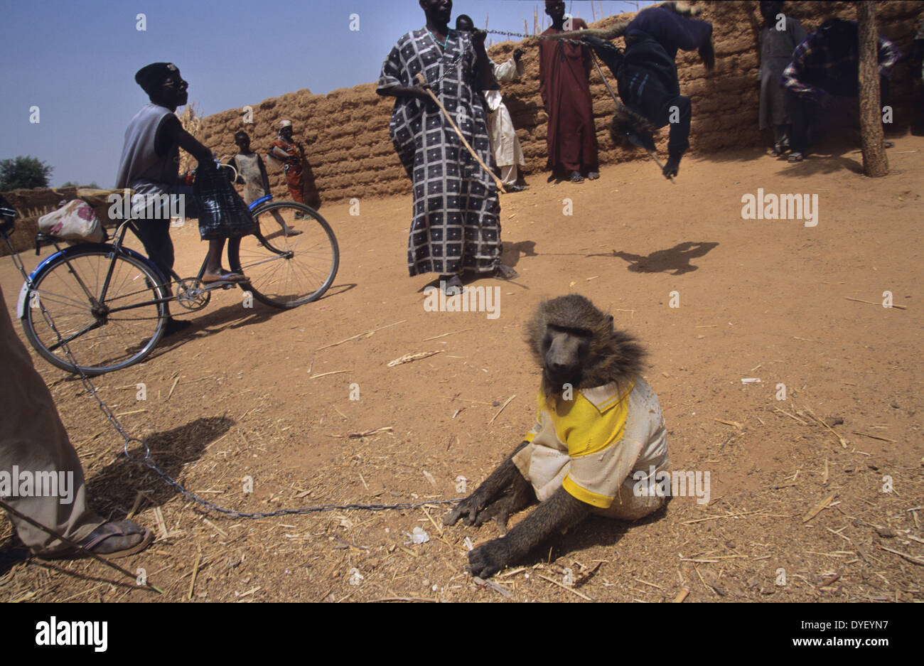 Baboon pet is part of animist circus troop. Animists believe that the ...