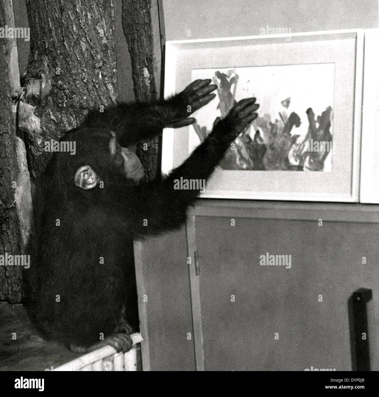 Chimpanzee 'Congo" with one of his paintings at London Zoo, 1958 Stock ...