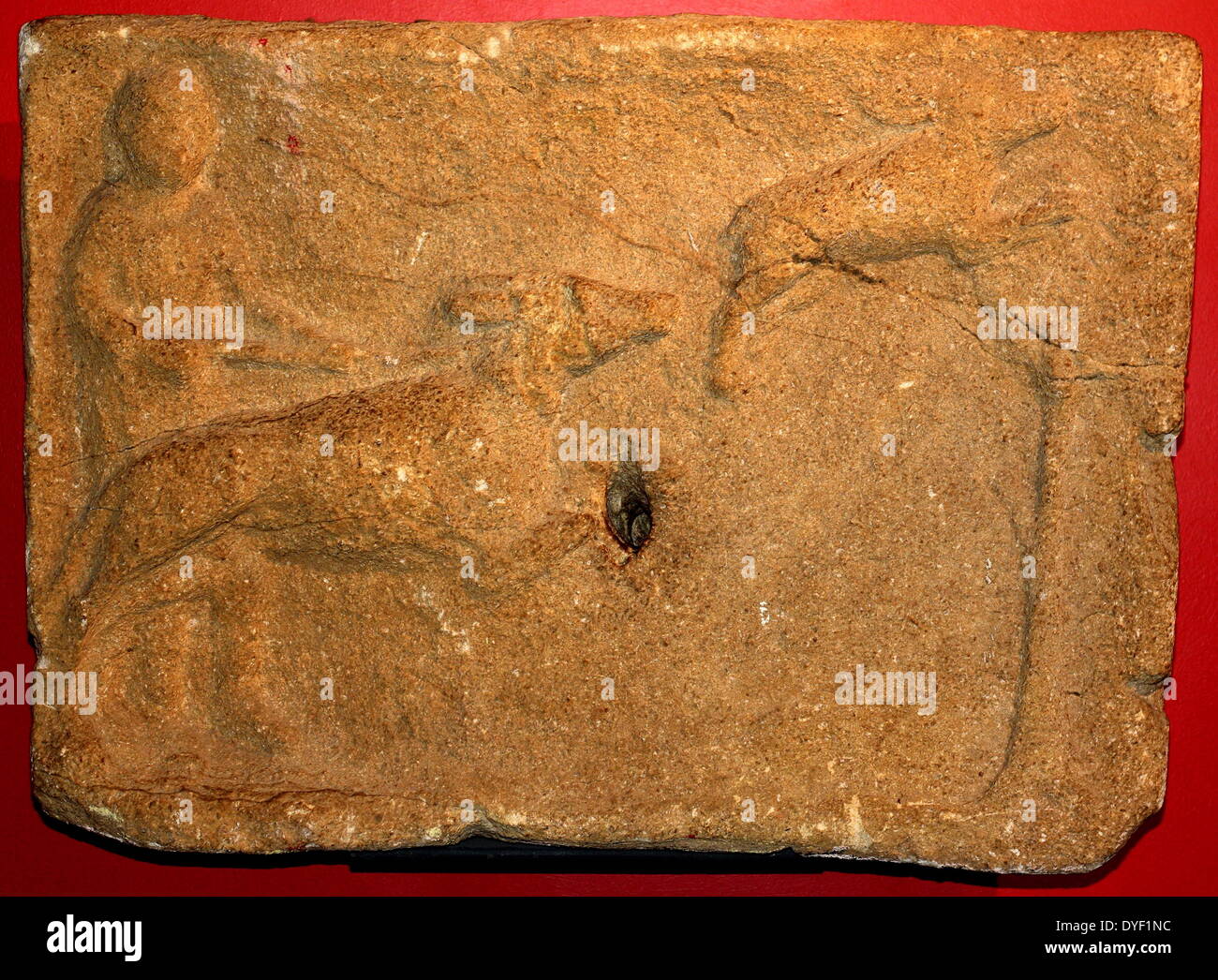 Gravestone rom the Roman baths showing a hound chasing a hare. Held in ...