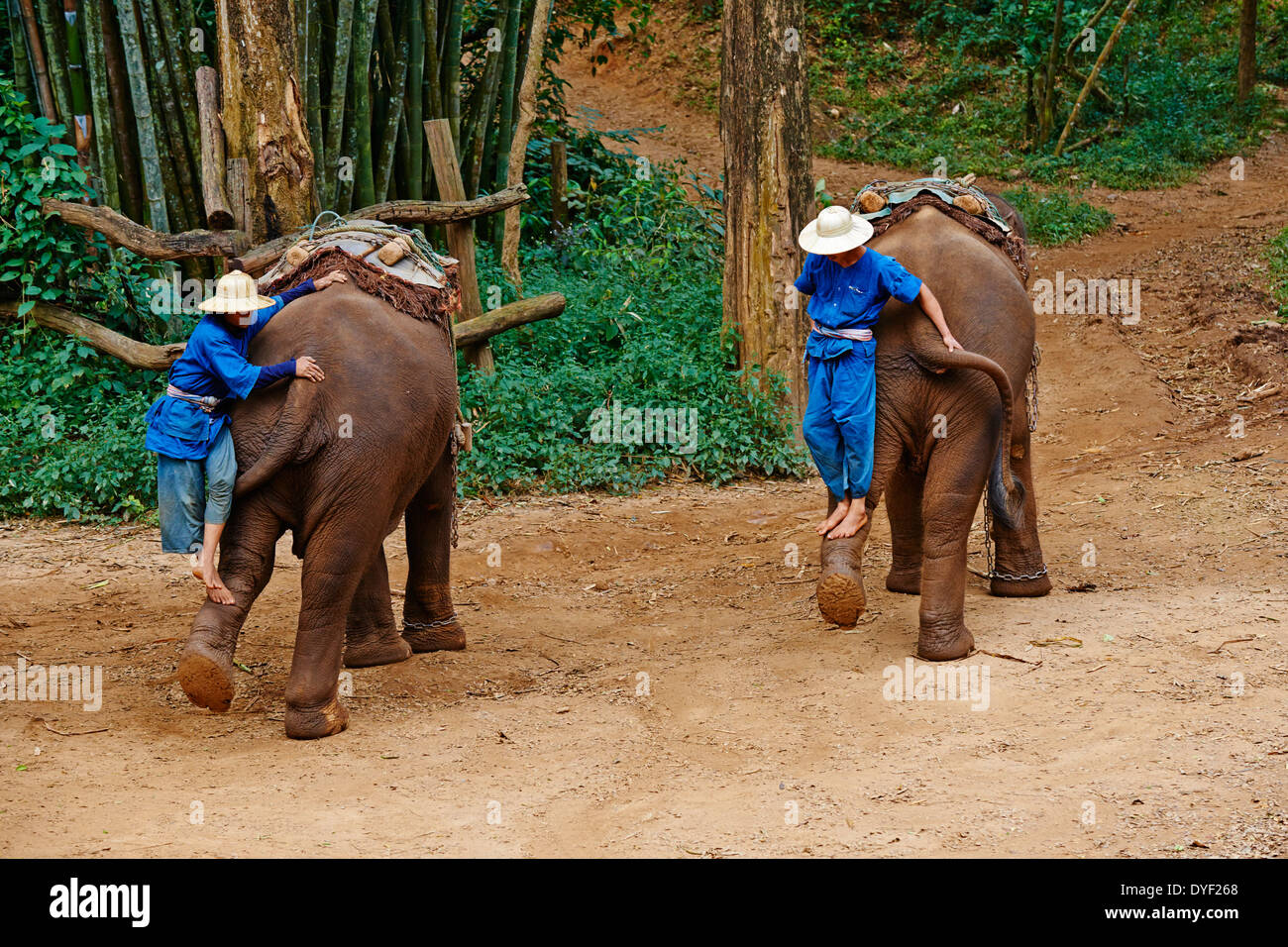 Thailand, Chiang Mai, Chiang Dao, elephant training Stock Photo - Alamy