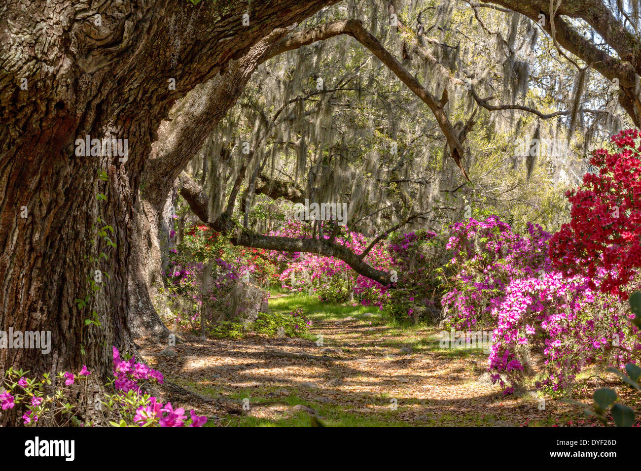 Centuries old Live Oak trees covered with spanish moss surrounded by ...