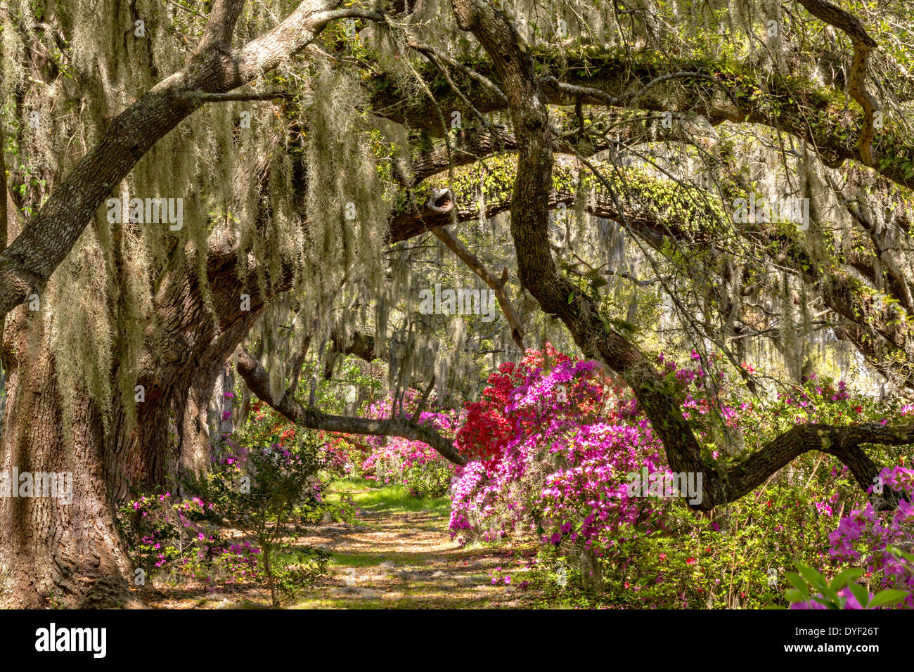 Centuries old Live Oak trees covered with spanish moss surrounded by ...