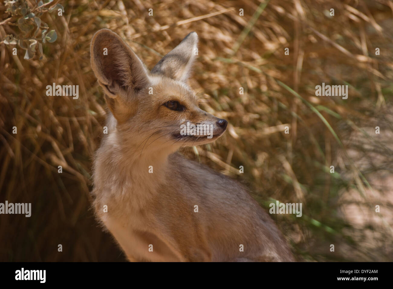 Fennec fox, (Vulpes zerda), Sinai Desert, Egypt Stock Photo - Alamy
