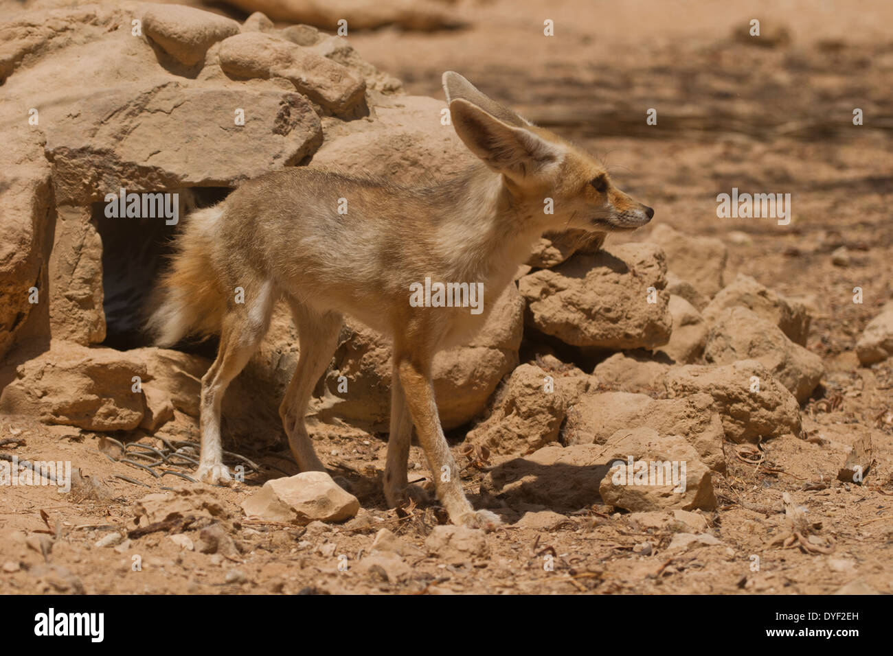 Fennec fox, (Vulpes zerda), Sinai Desert, Egypt Stock Photo - Alamy