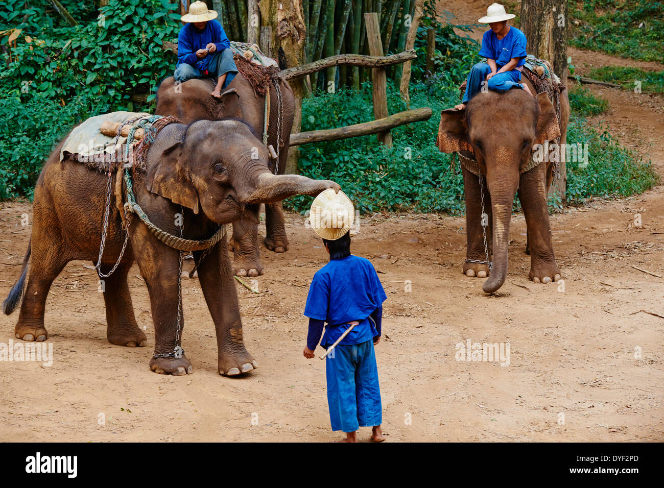 Thailand, Chiang Mai, Chiang Dao, elephant training Stock Photo - Alamy