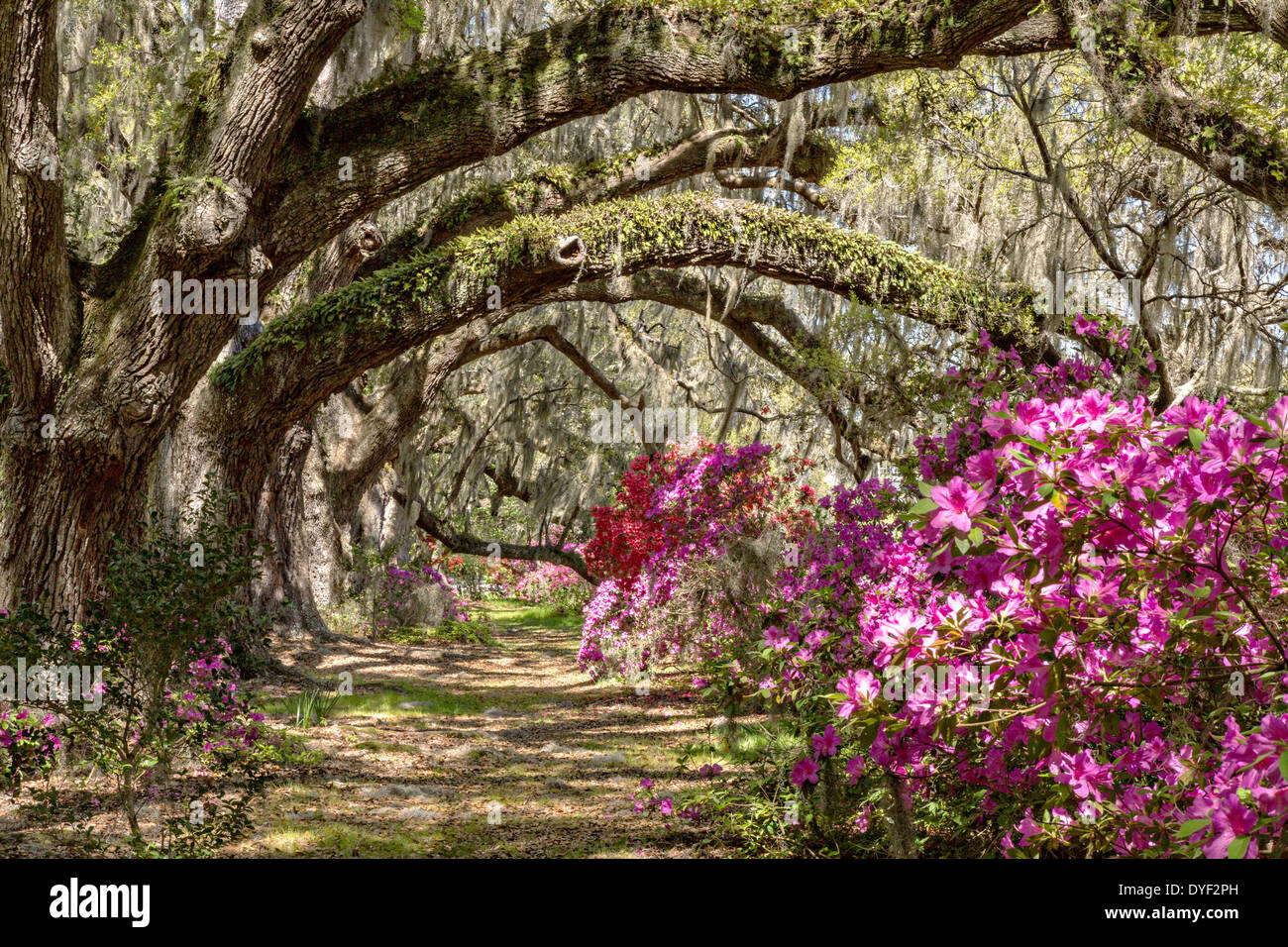 Centuries old Live Oak trees covered with spanish moss surrounded by ...