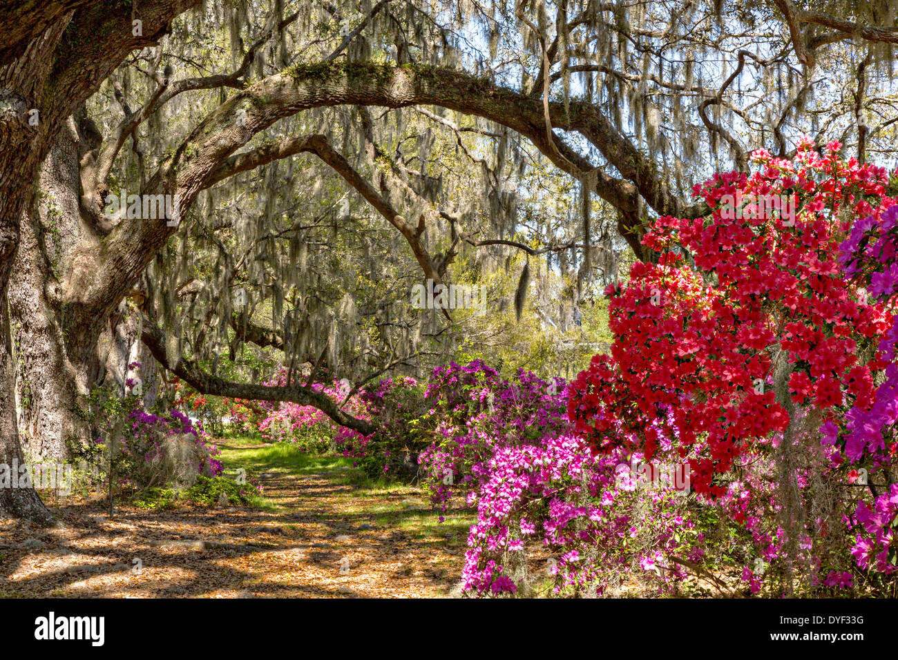 Centuries old Live Oak trees covered with spanish moss surrounded by ...