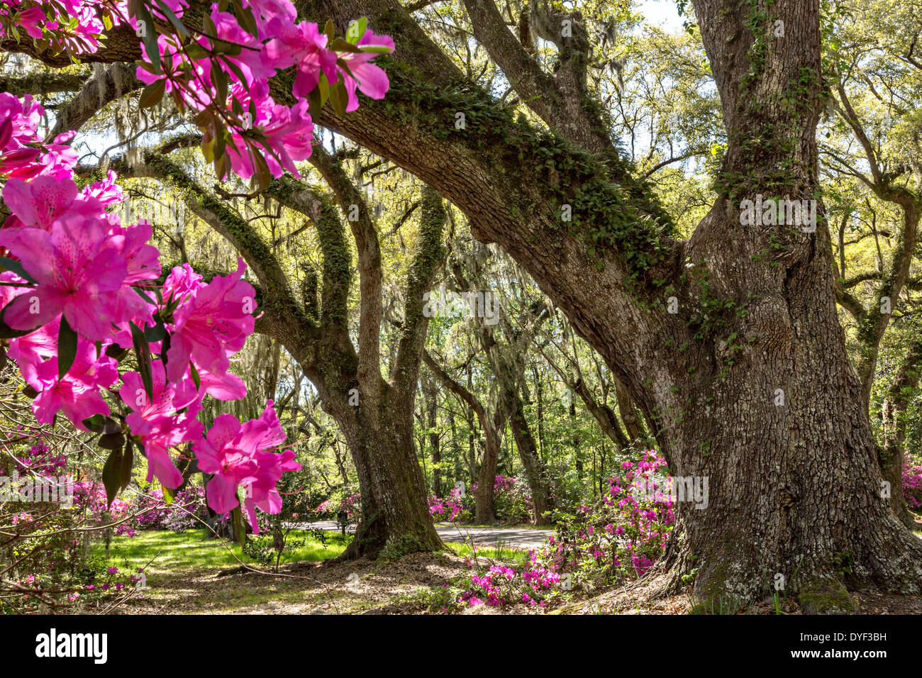 Centuries old Live Oak trees covered with spanish moss surrounded by ...