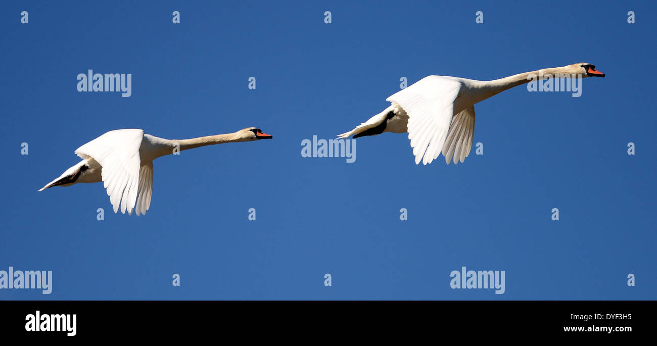 Swans fly hi-res stock photography and images - Alamy