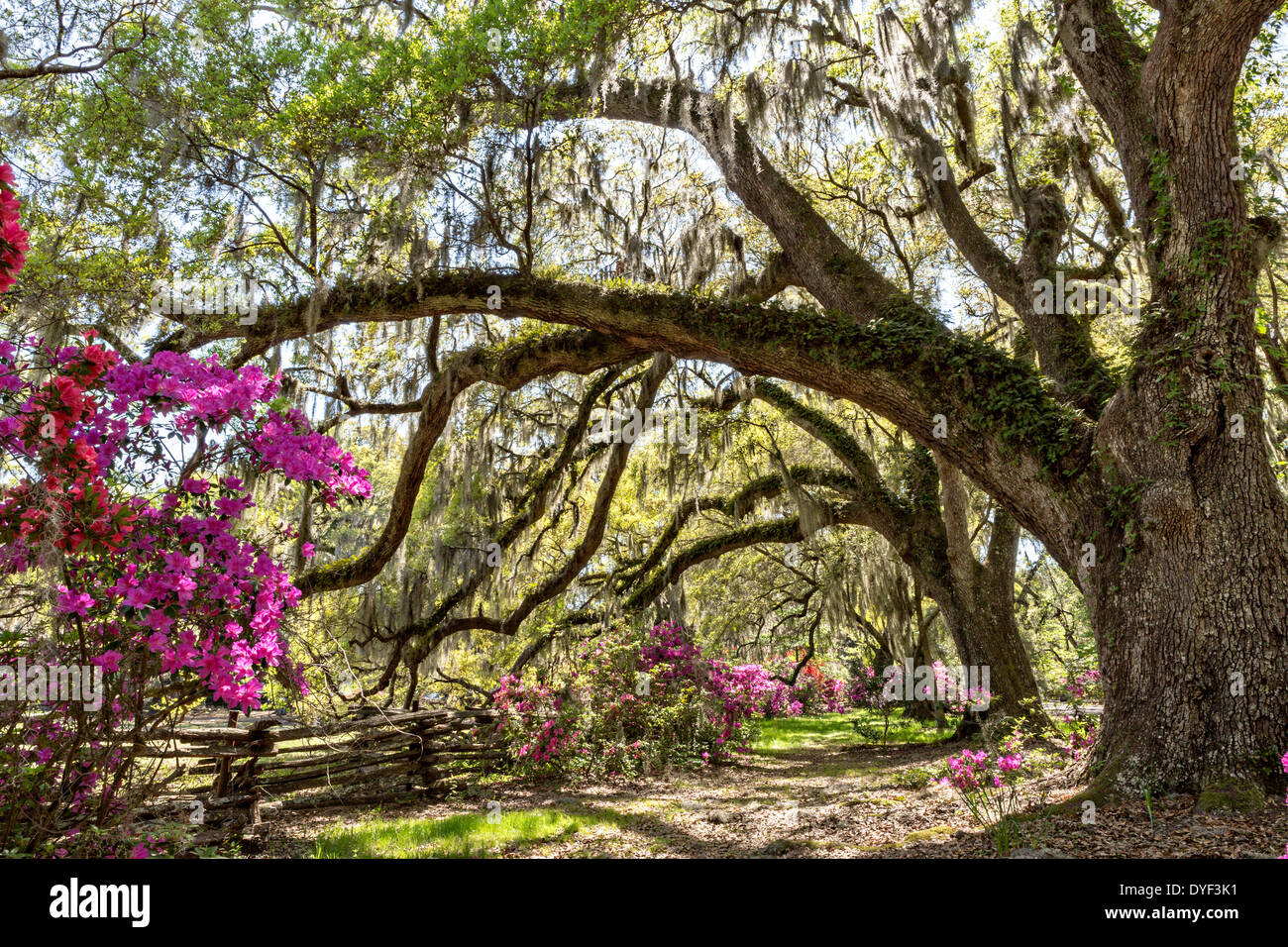 Centuries old Live Oak trees covered with spanish moss surrounded by ...