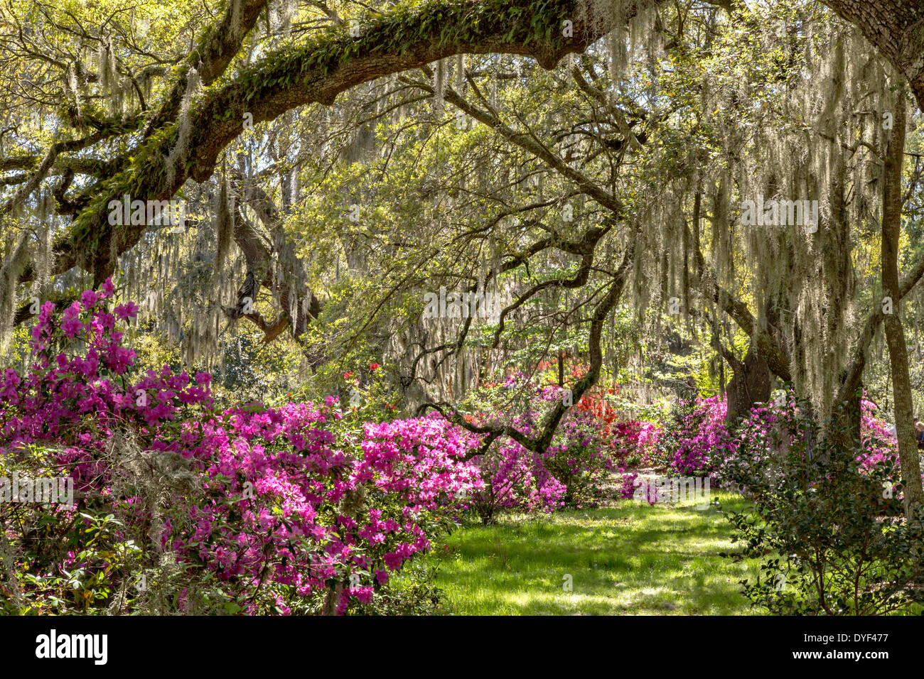 Centuries old Live Oak trees covered with spanish moss and surrounded ...