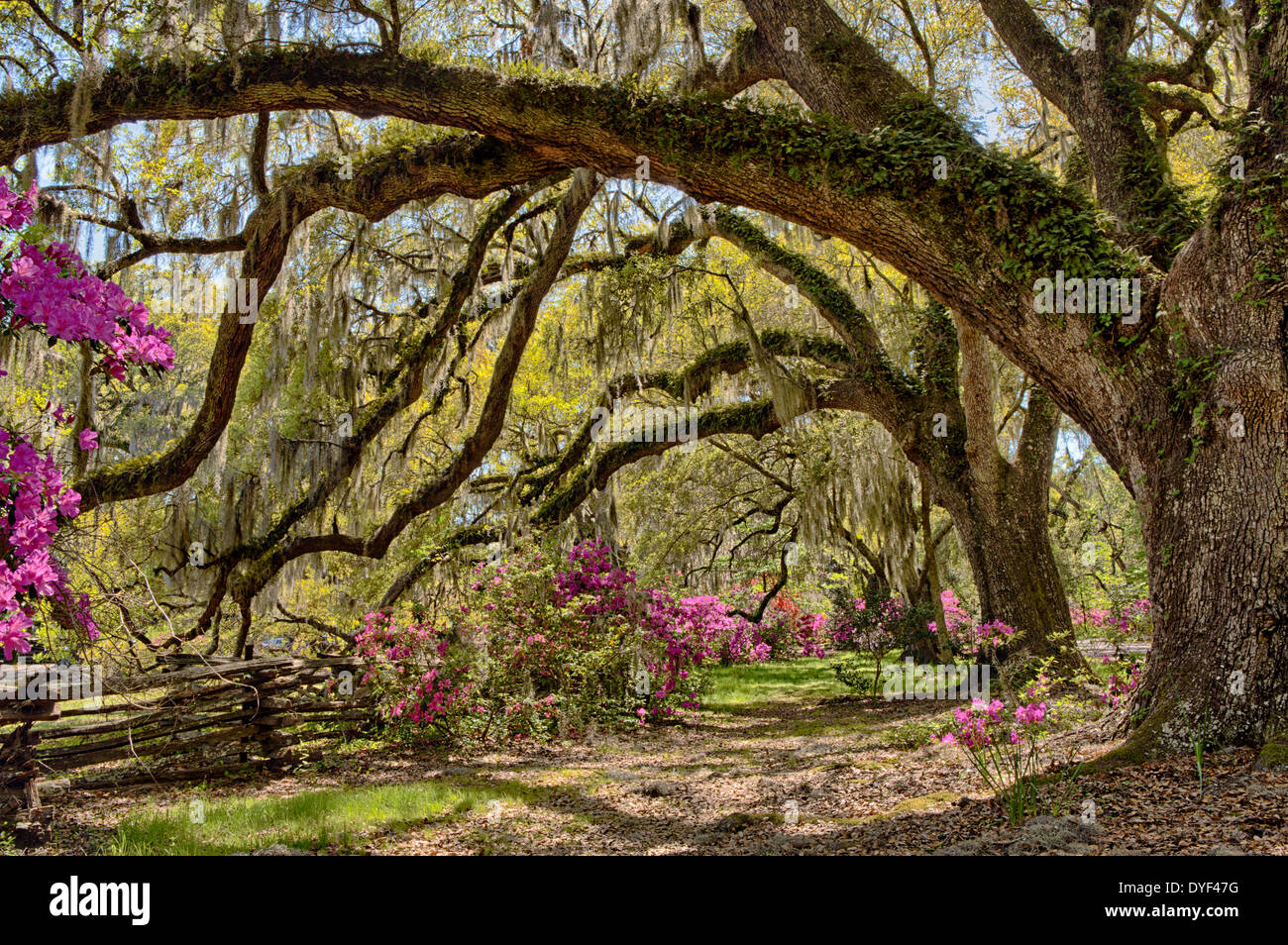 Centuries old Live Oak trees covered with spanish moss and surrounded ...