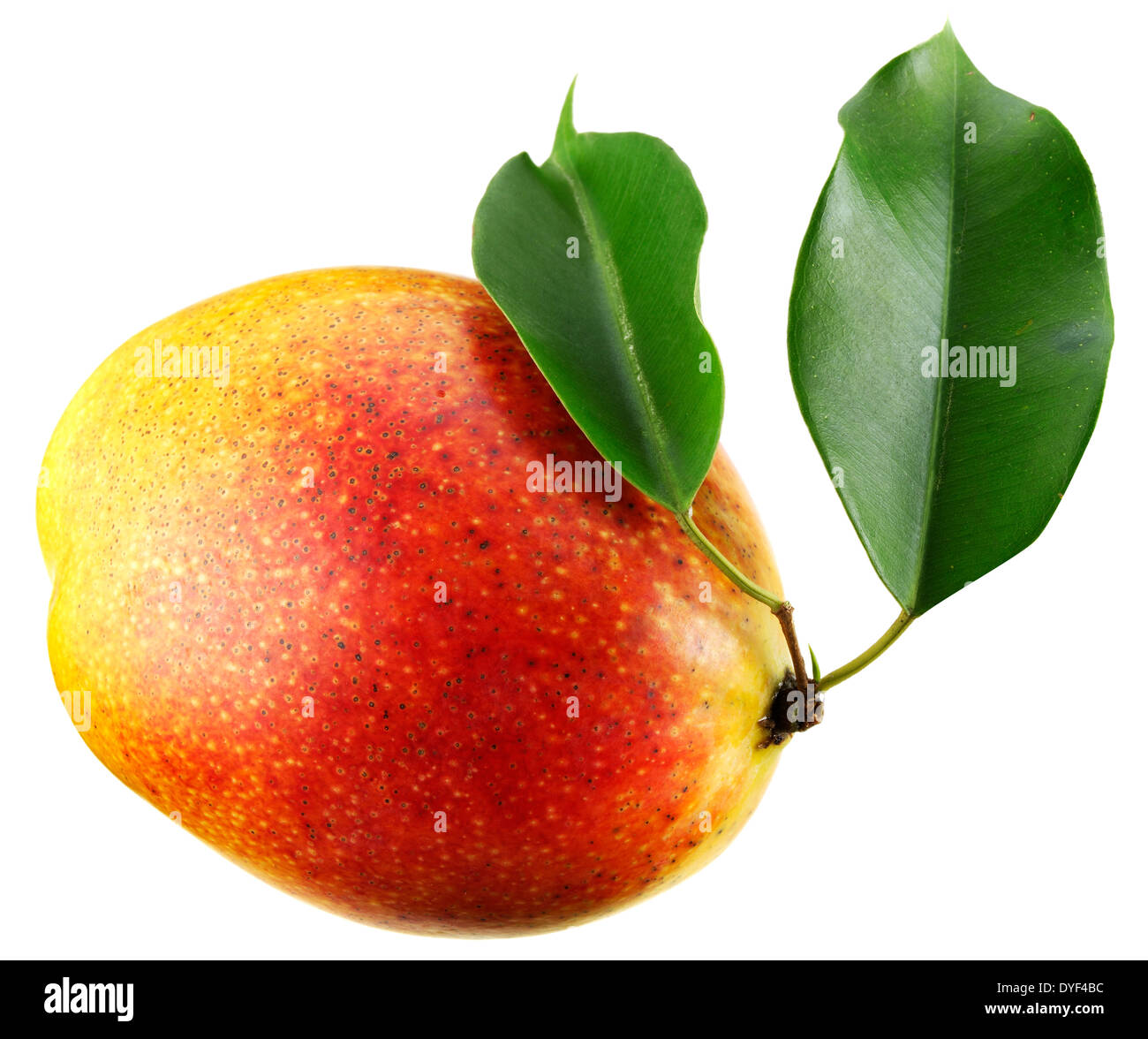 Tropical fruit mango leaves hi-res stock photography and images - Alamy