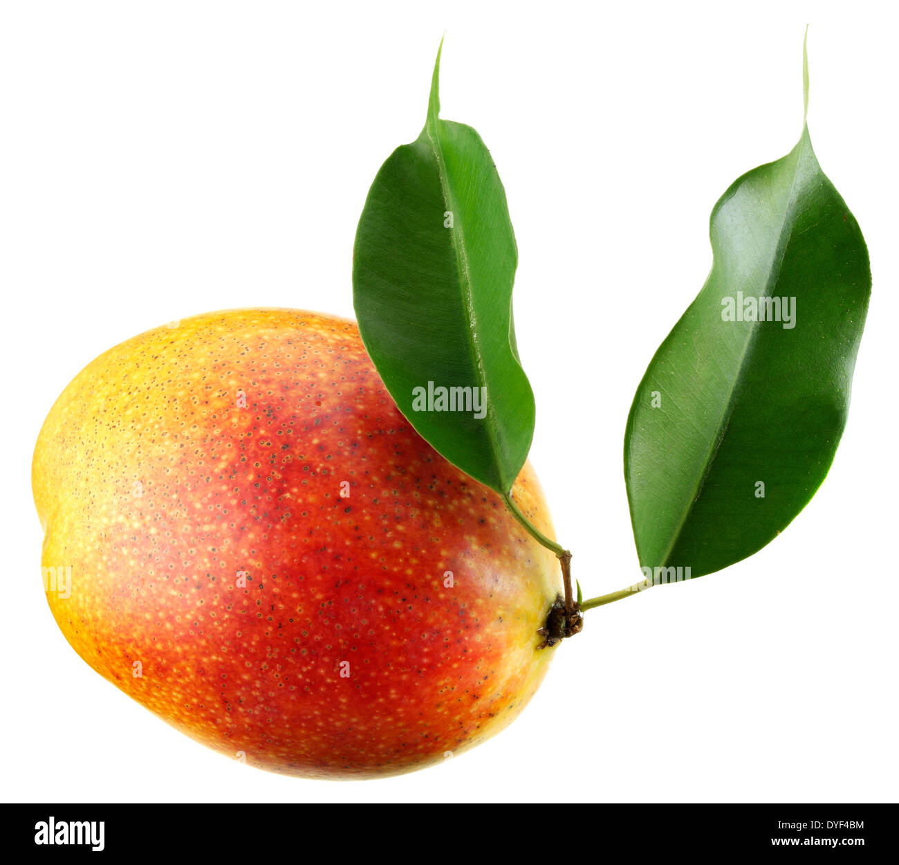 Mango maya hi-res stock photography and images - Alamy