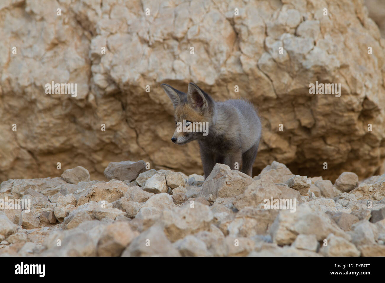 Juvenile red fox hi-res stock photography and images - Alamy