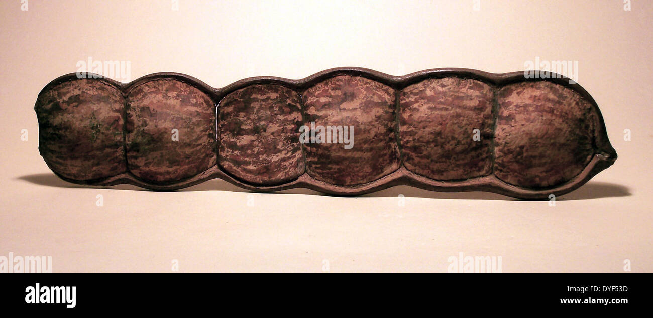 Giant Entada sea-beans in the pod, from Madagascar. Used as a source of ...