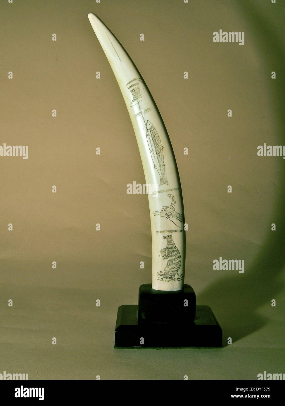 Early eskimo scrimshaw on a walrus tusk. The scrimshander has depicted ...
