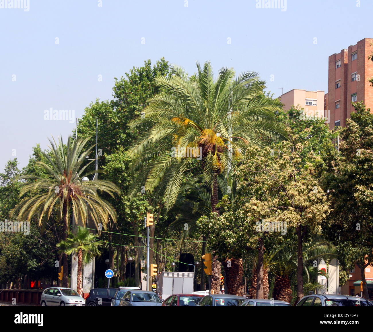 Cluster of Trees on busy Barcelona Street Stock Photo - Alamy