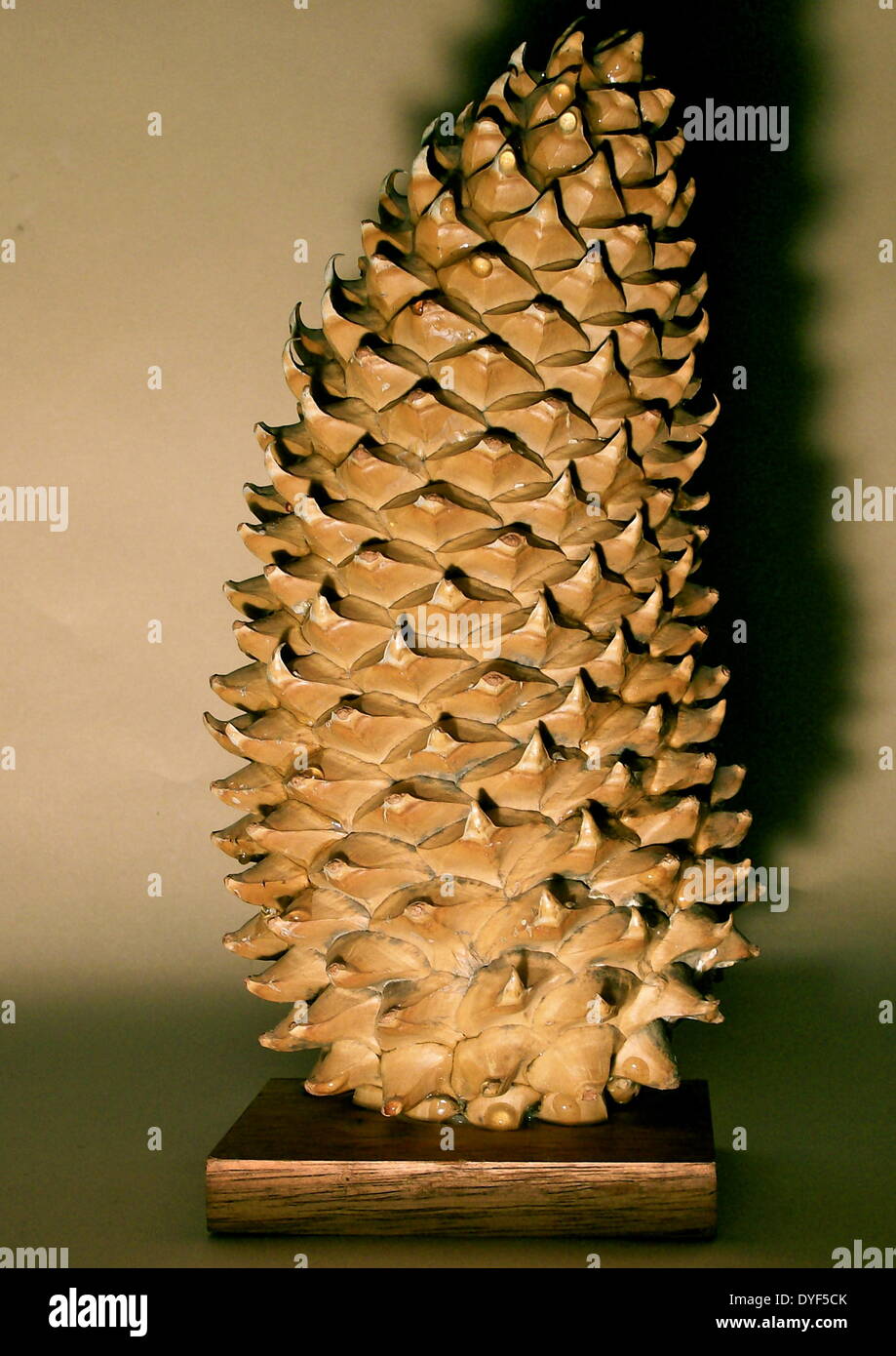 Giant fir cone, from the Coulter Pine, New Zealand. Called widow-makers ...