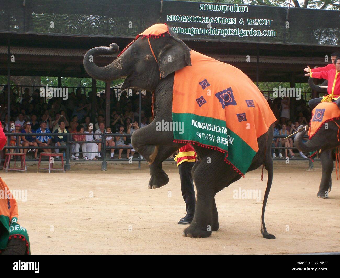 Elephant standing hind legs hi-res stock photography and images - Alamy