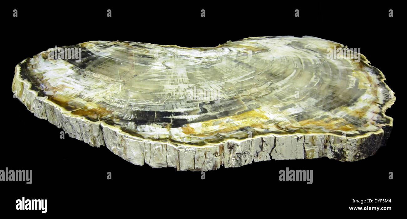 Fossilized Tree Cross Section Through Large Fossil Tree Trunk Stock