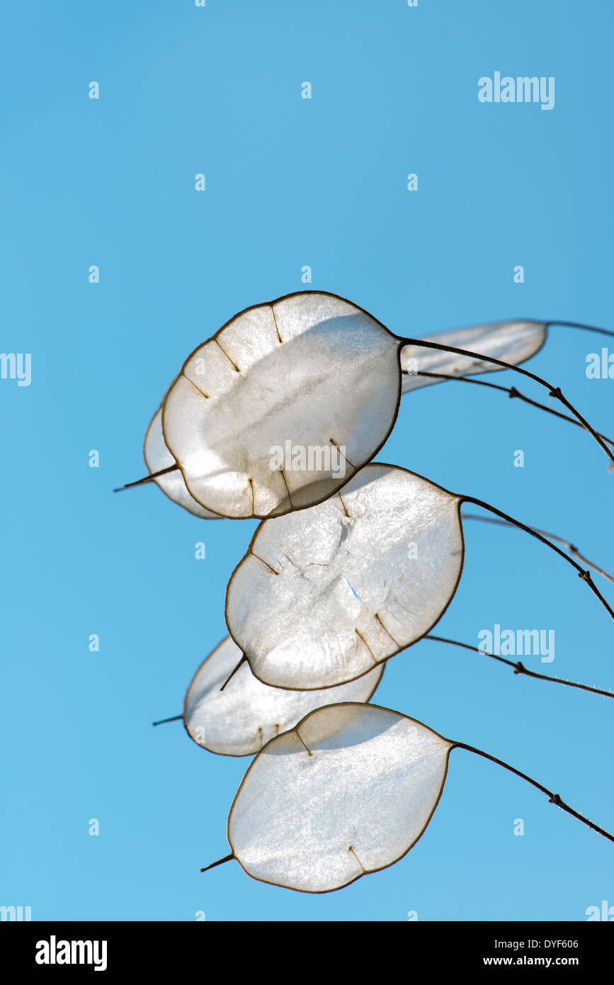 Silver leaf hi-res stock photography and images - Alamy