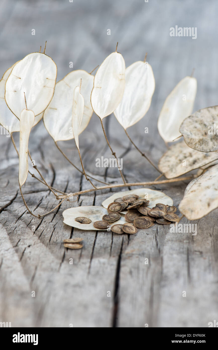 Silver leaf plant hi-res stock photography and images - Alamy