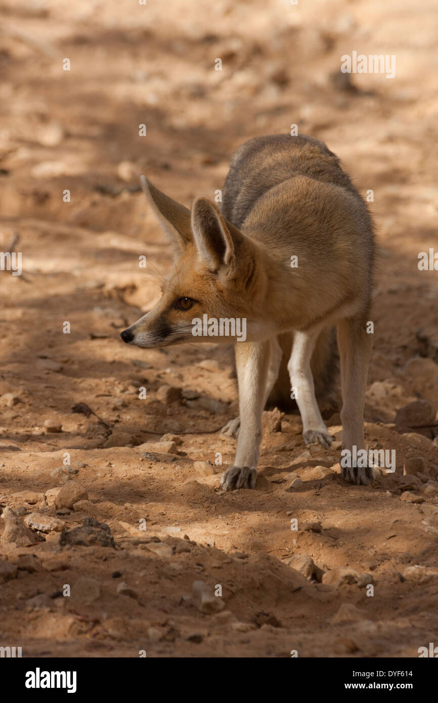 Israel, Arava Desert, Rueppell's fox and also called the sand fox ...