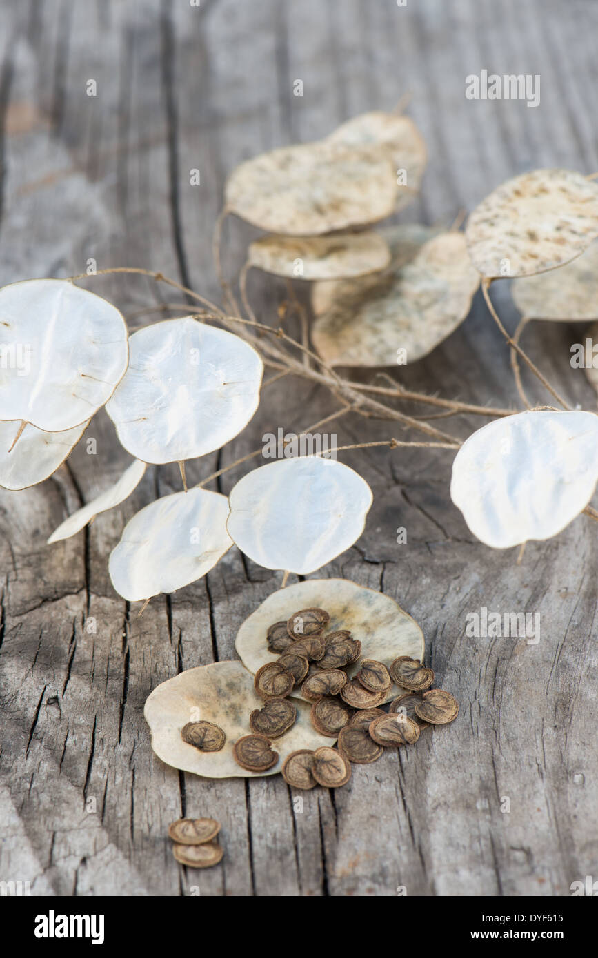 Silver leaf plant hi-res stock photography and images - Alamy