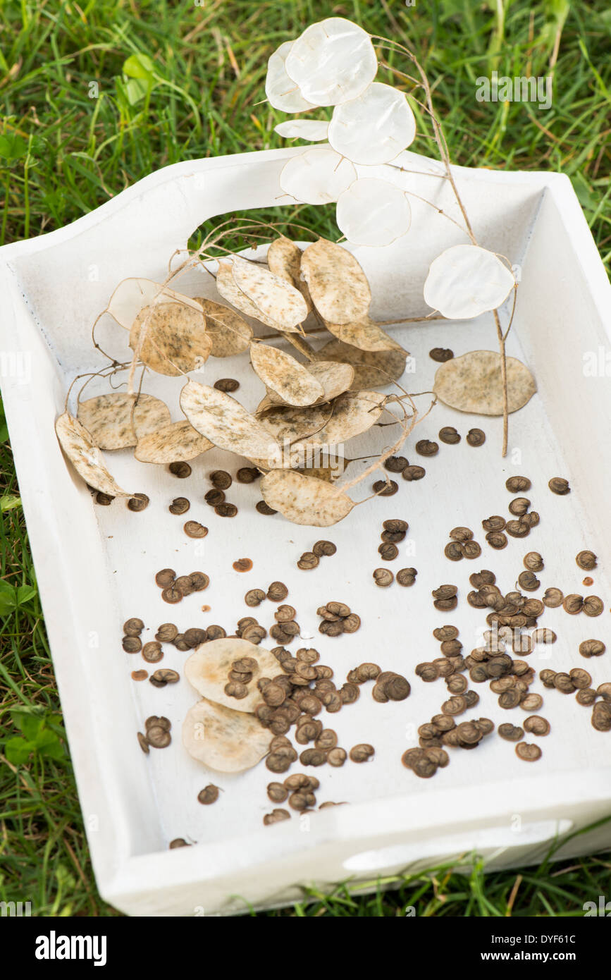 Silver leaf plant hi-res stock photography and images - Alamy