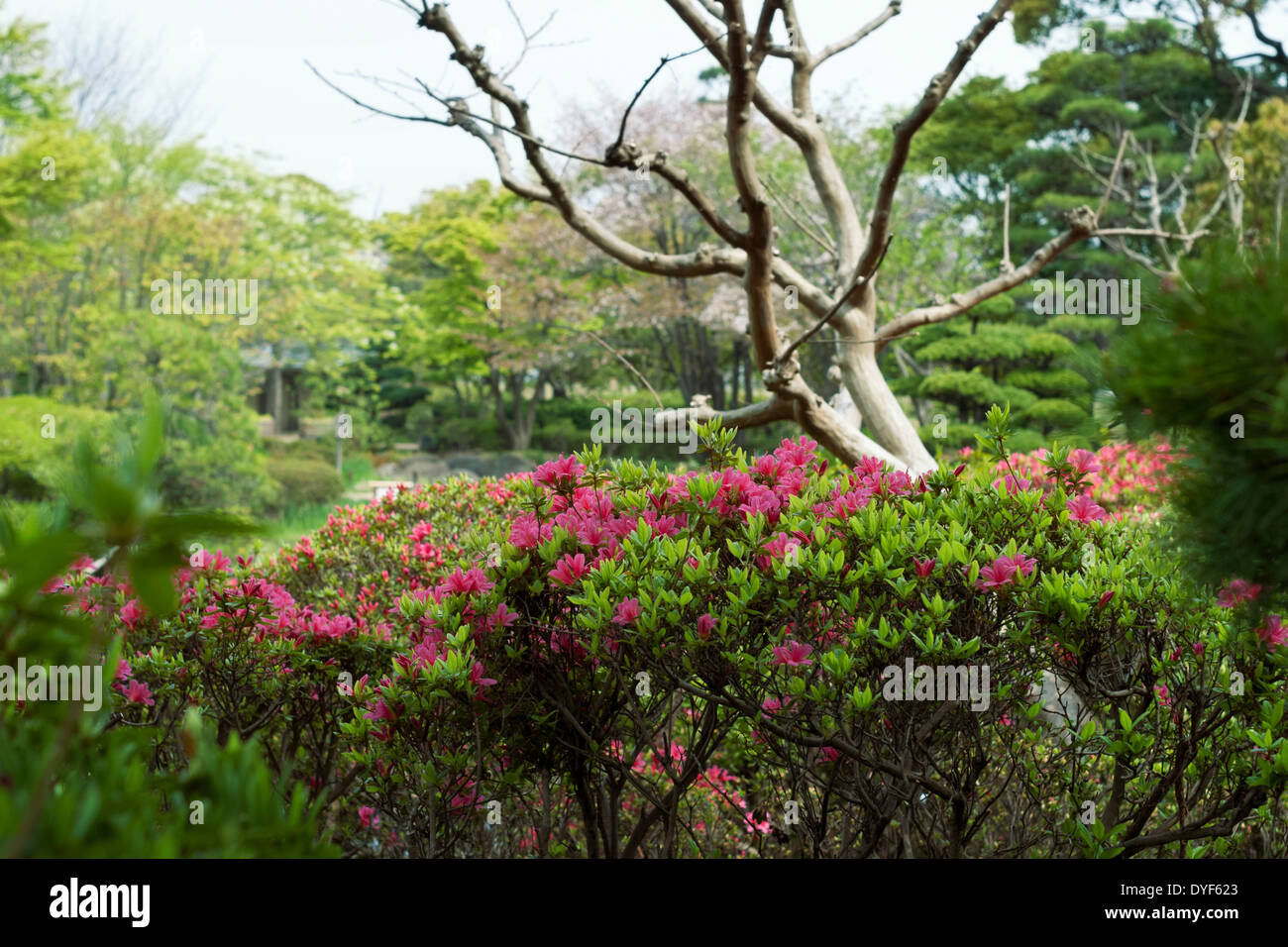 Azalea bush hi-res stock photography and images - Alamy