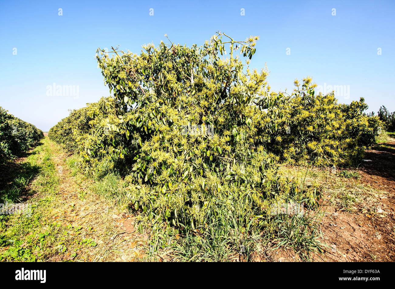 Avocado Plantation. Photographed in Israel in March Stock Photo - Alamy