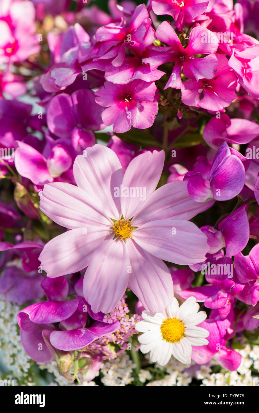 Colorful summer flowers Stock Photo - Alamy