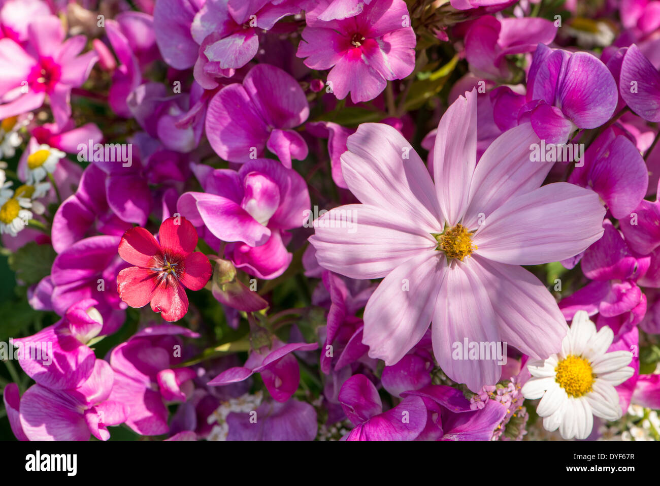 Colorful summer flowers Stock Photo - Alamy